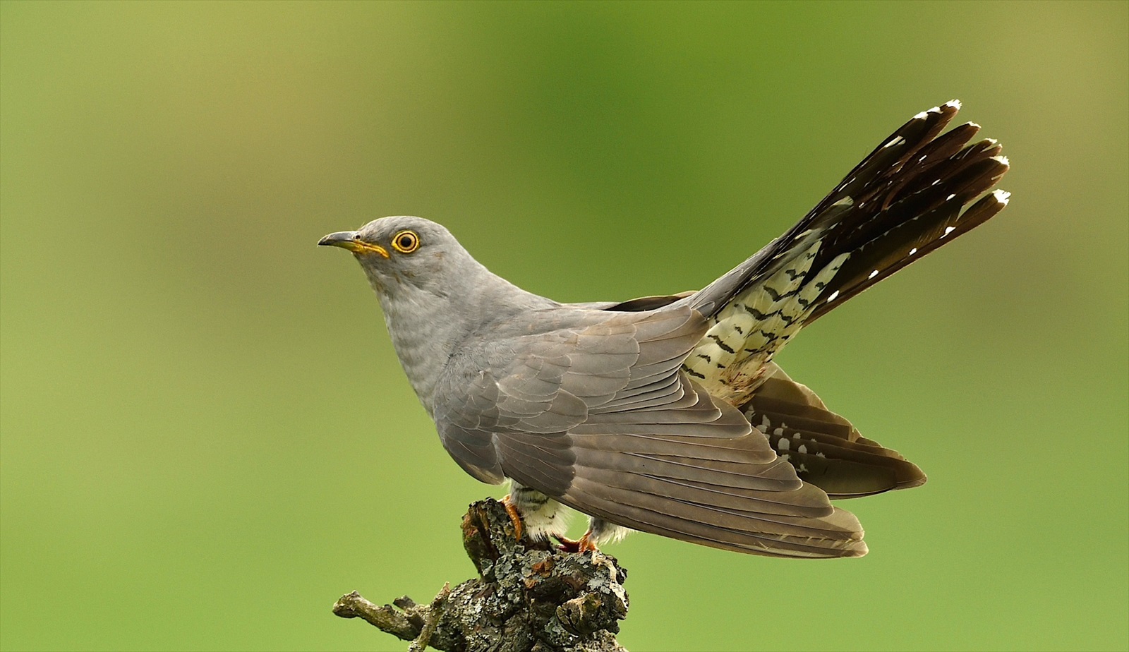 Kukučka obyčajná /Cuculus canorus/ - Flog.sk