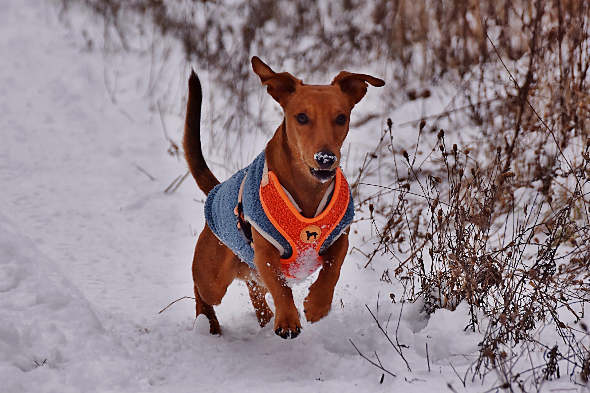 Radosť zo snehu - Flog.sk